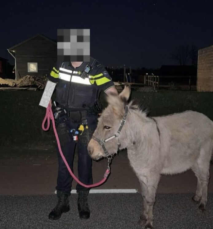 Ontsnapte ezel stoot zich wél twee keer aan dezelfde steen in Nuland ...