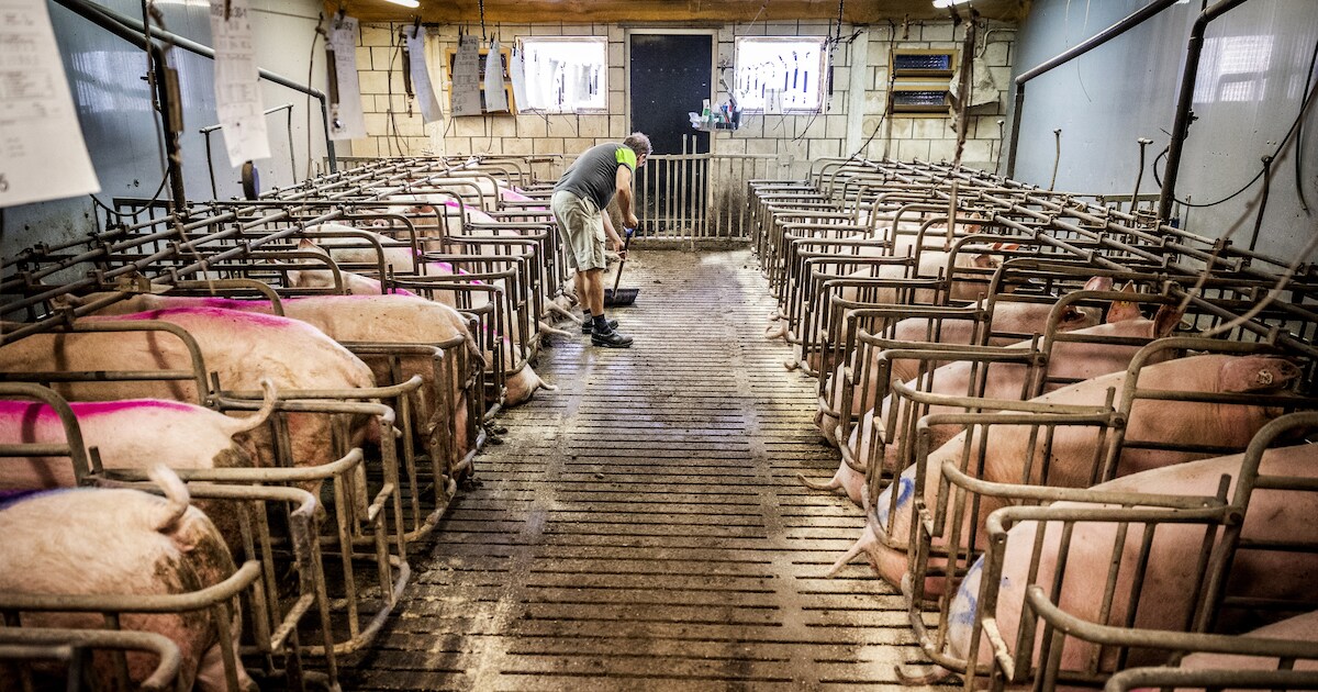 Eerste boeren Land van Cuijk melden zich voor uitkoopregeling: ‘Dit is ...