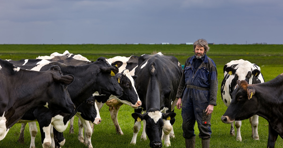 Hij is de hoop kwijt: boer Jaap verliest 25ste koe en wacht nog steeds ...