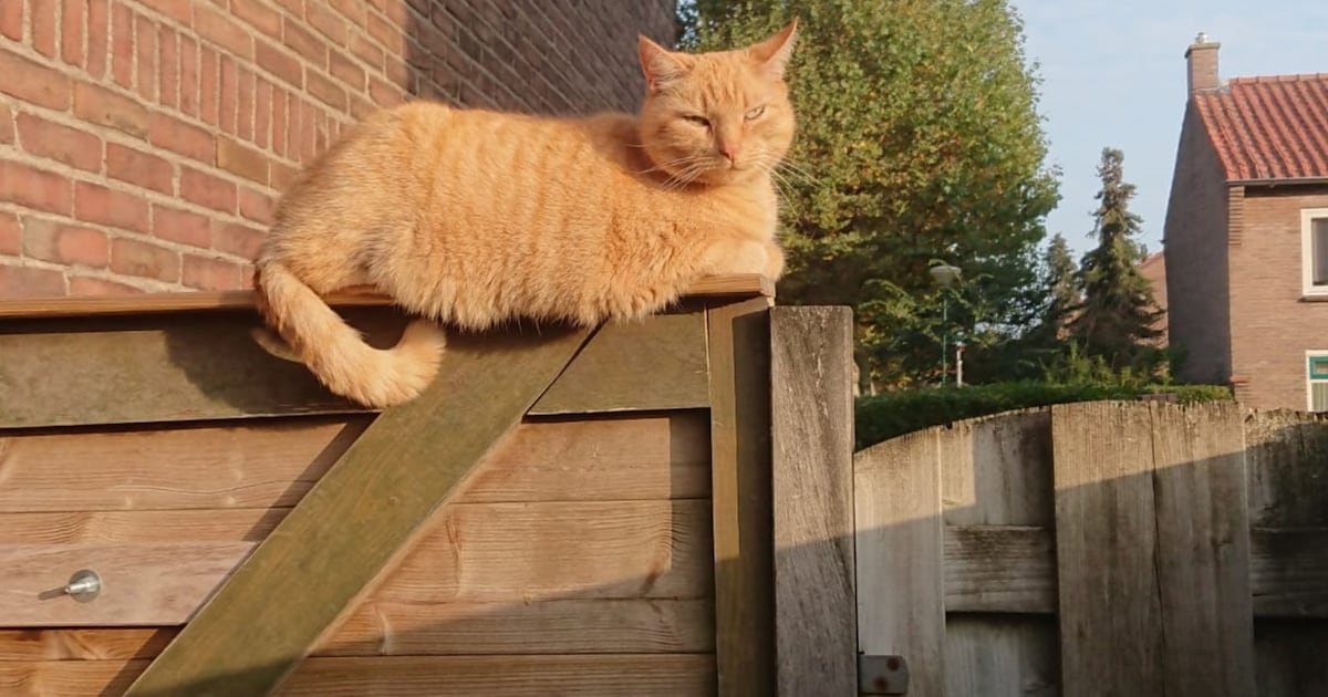 Heb jij Noor, Kareltje of Doerak gezien? Deze vier huisdieren worden in ...