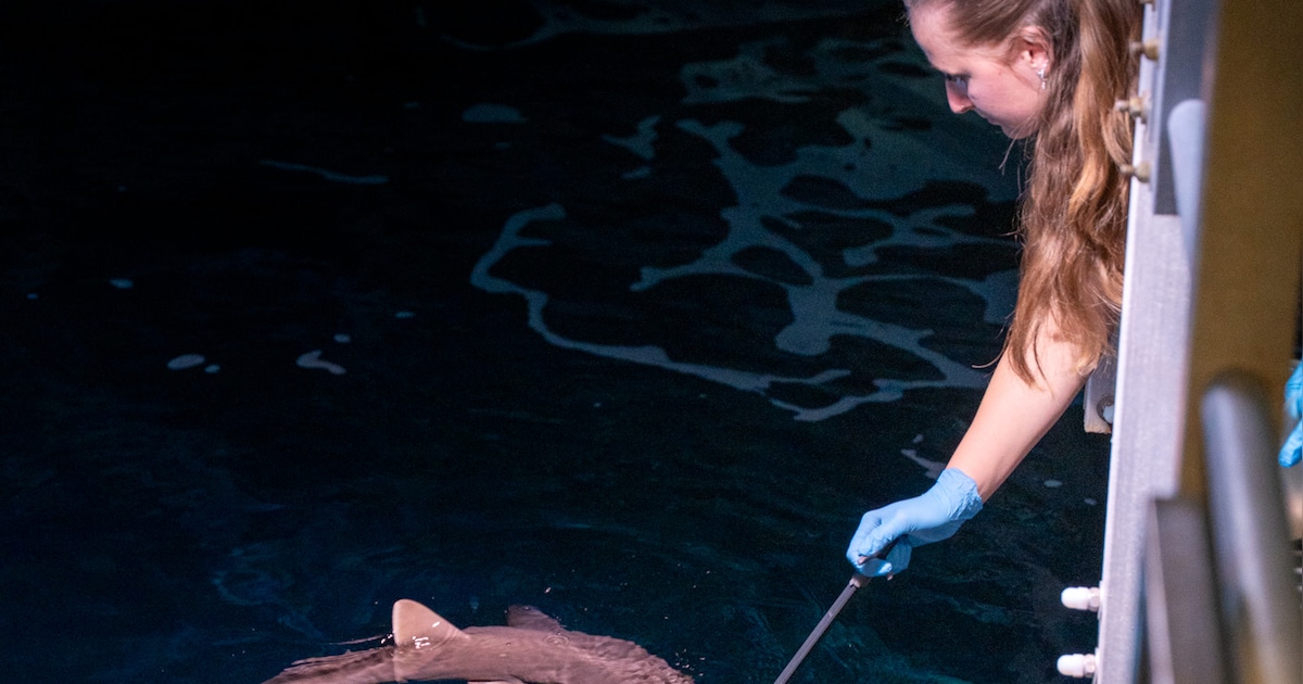 Grijze rifhaaien in Burgers' Zoo slagen voor examen | Arnhem | De ...