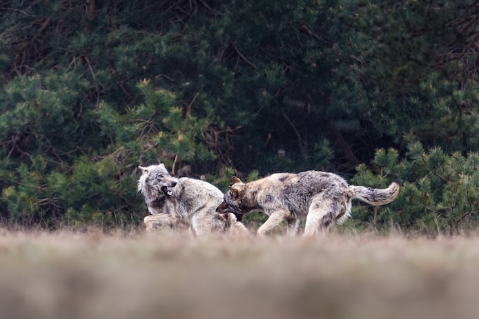 De wolf is vijf jaar in Nederland: de roep om het dier aan te pakken ...