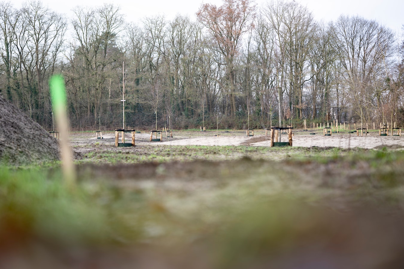 Saai maisveld eruit, spectaculair voedselbos erin: ‘Het was een wild ...