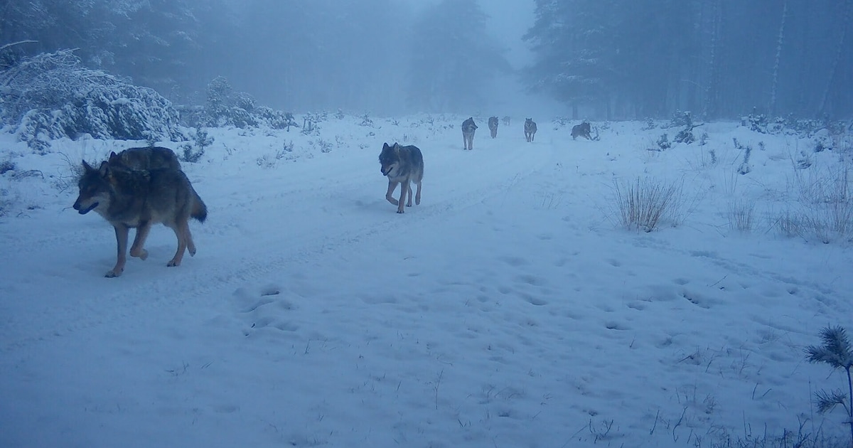 Zien: zo beweegt een roedel wolven zich door de sneeuw | Ede | De ...
