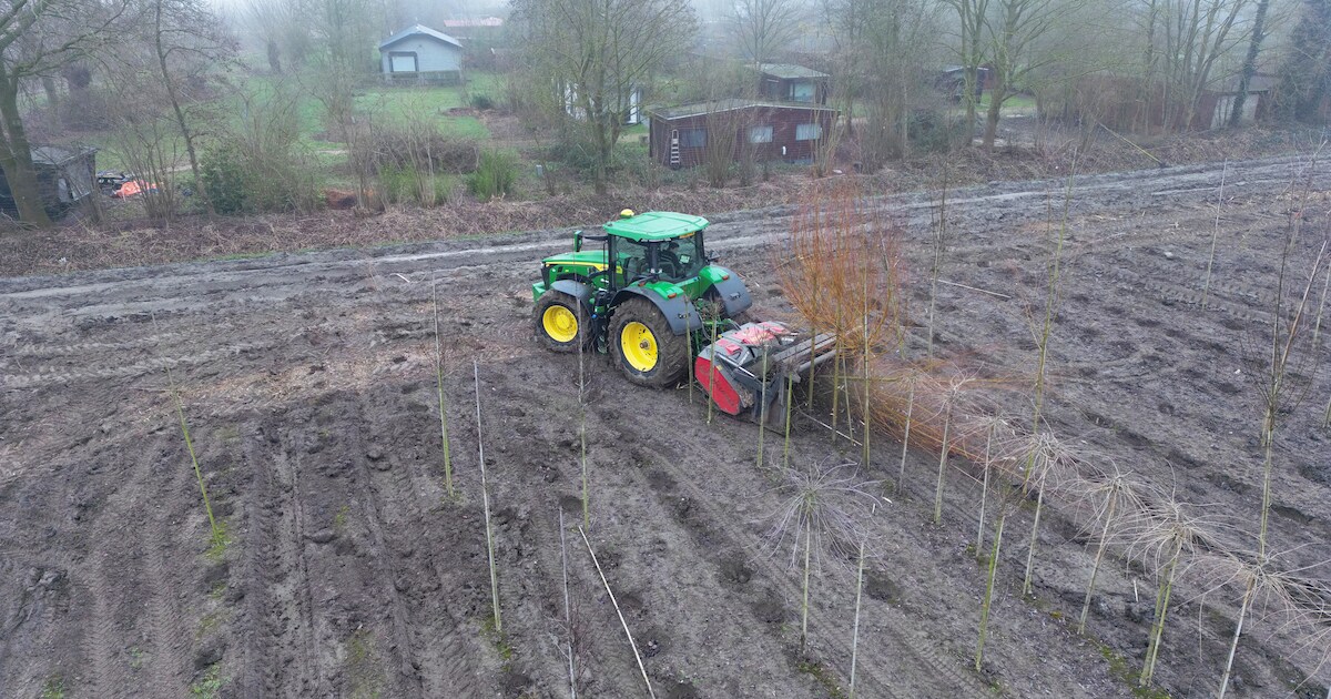Voor 3 ton aan jonge bomen door de hakselaar op last van gemeente ...