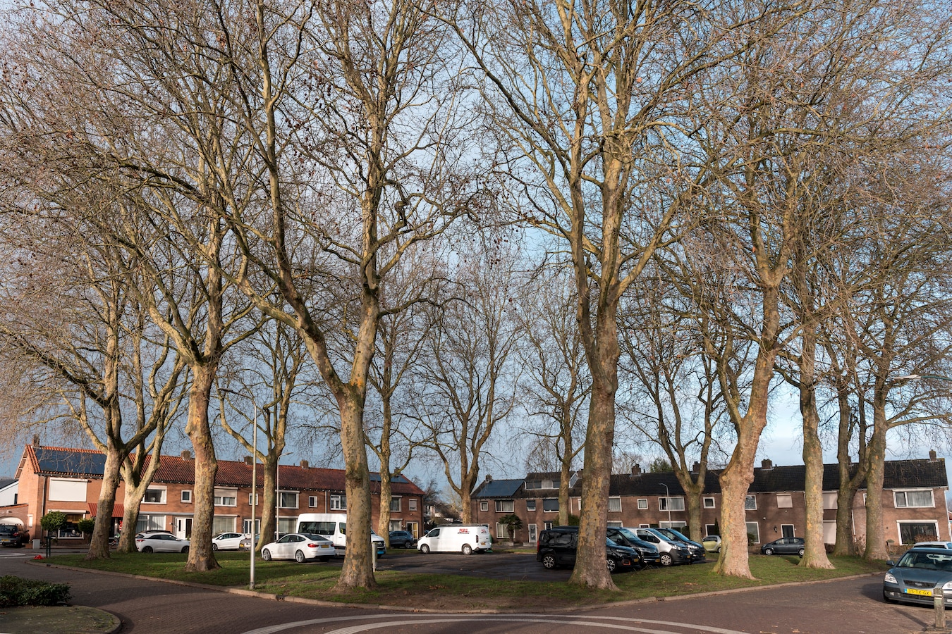 Vallende takken, wortelschade en andere overlast: buurt is radeloos ...