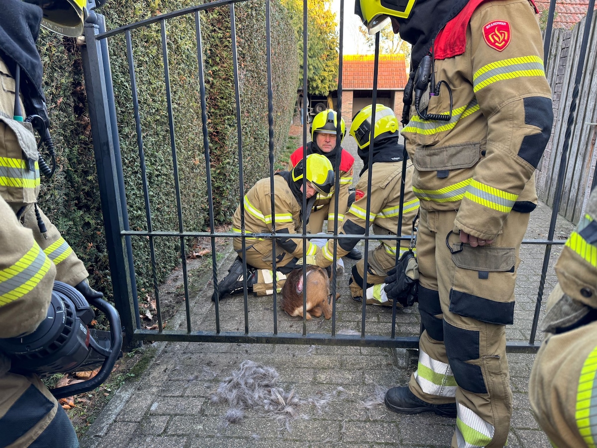 Ree komt vast te zitten in ijzeren poort in Keldonk, brandweer schiet ...