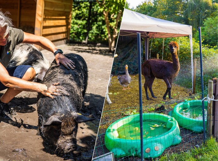 Alpaca’s plonzen en varkens krijgen modderbad: zo houden kinderboerderijen hun dieren koel ...