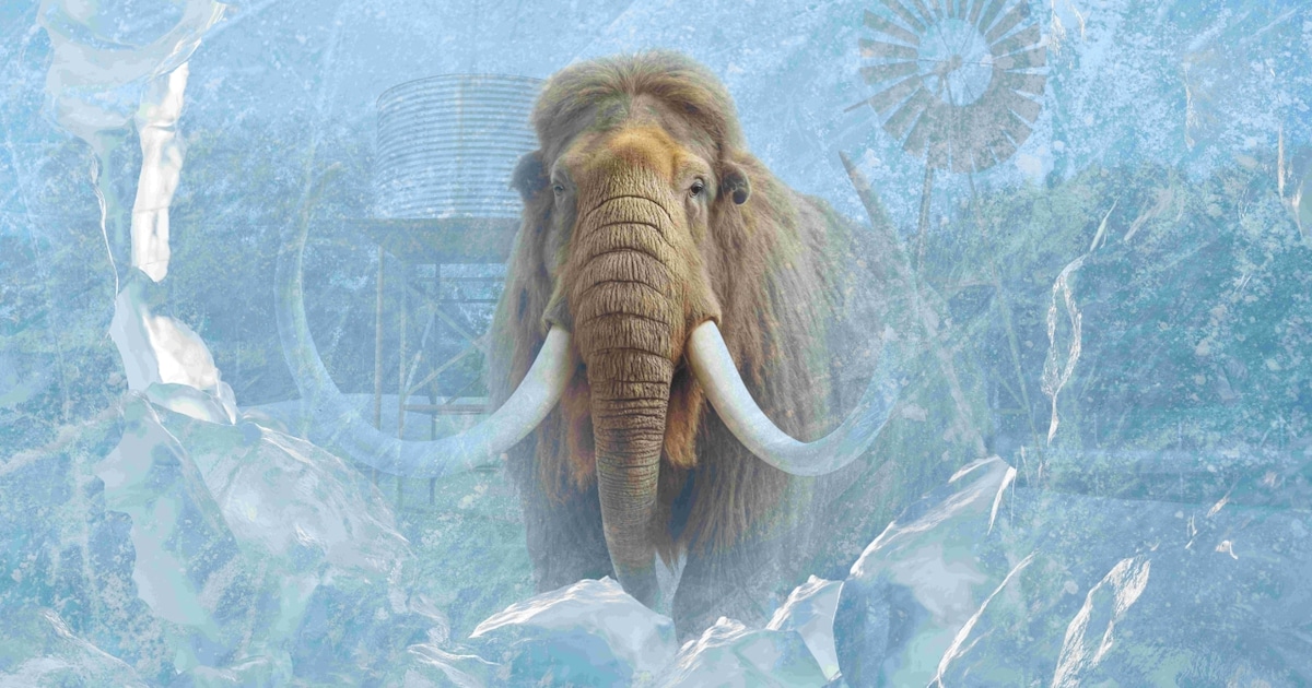ZooParc Overloon toont levensgrote beelden van mammoeten en andere ...