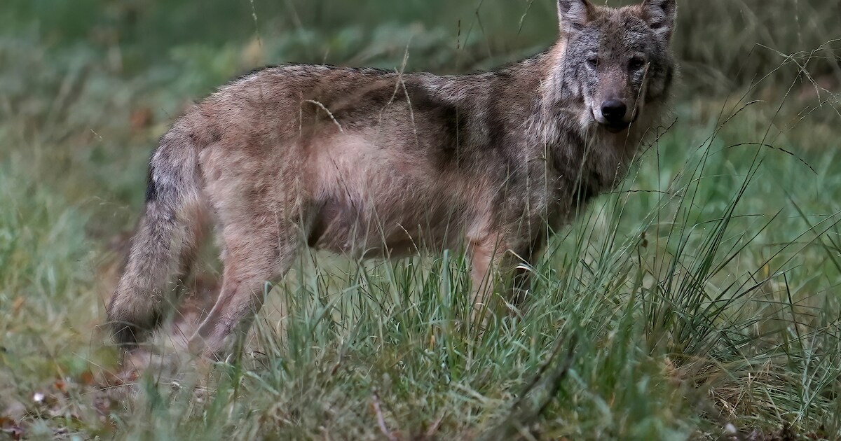 ‘Mens moet leren leven met de wolf’ | Opinie | De Gelderlander.nl