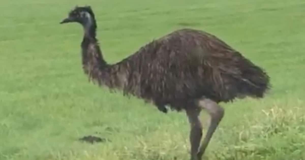 Hé, wat steekt daar nou voor vreemde loopvogel de weg over? Het is een ...
