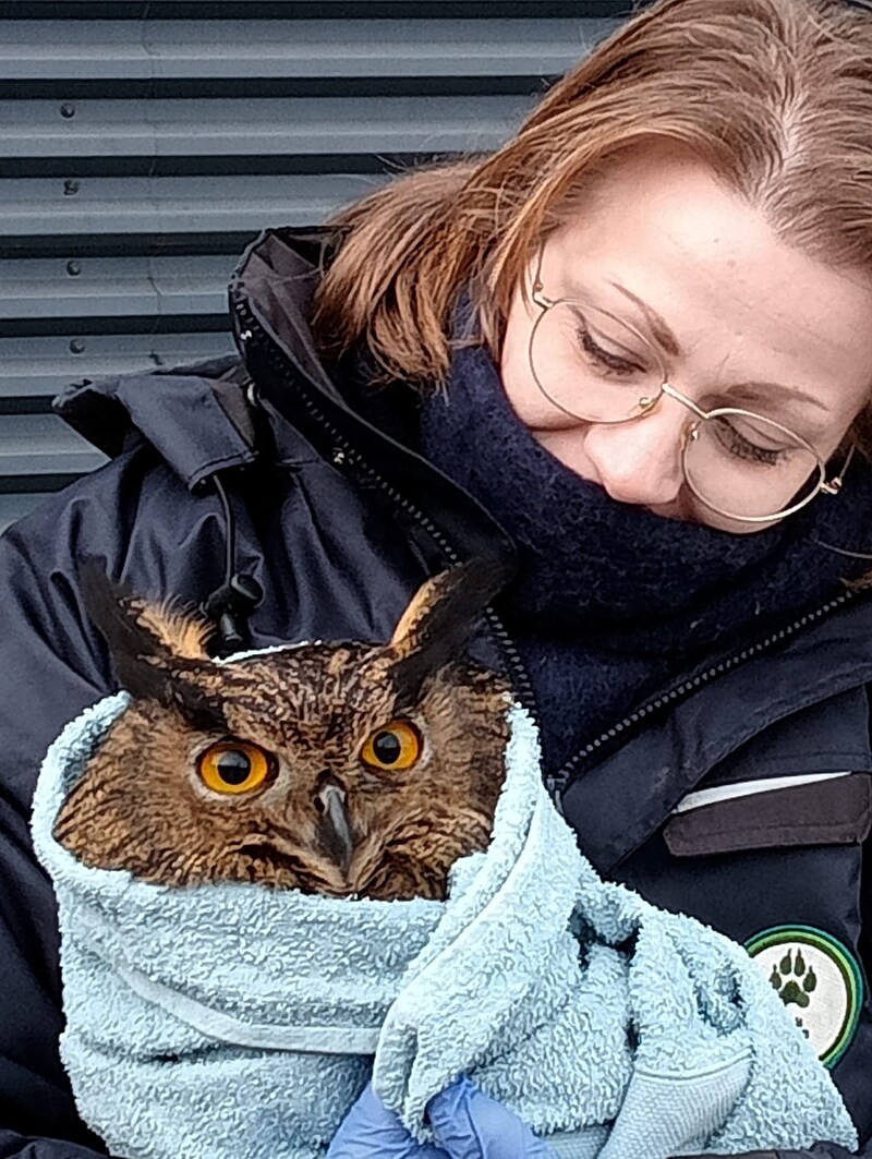 Zeldzame roofvogel duikt uitgeput op in Doetinchem: ‘Hij had bloed aan ...