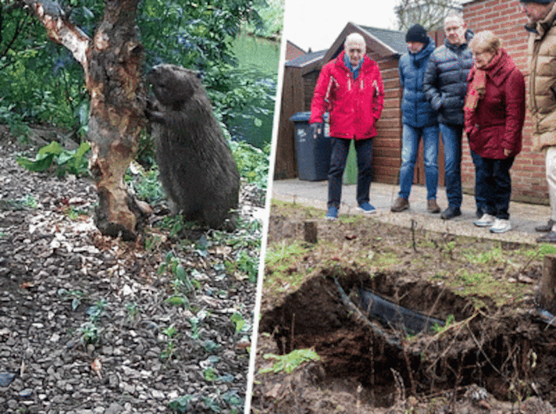 Bewoners Nijmeegse straat zijn bevers helemaal zat, Marcel liep zelfs ...