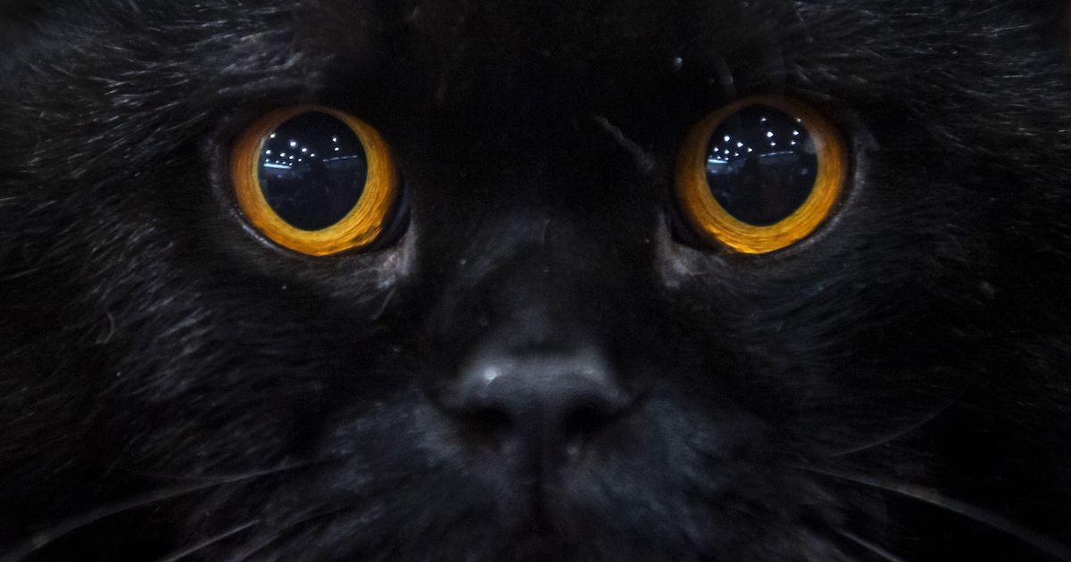 Spaans stadje verbiedt tijdelijk adoptie zwarte katten uit angst voor ...