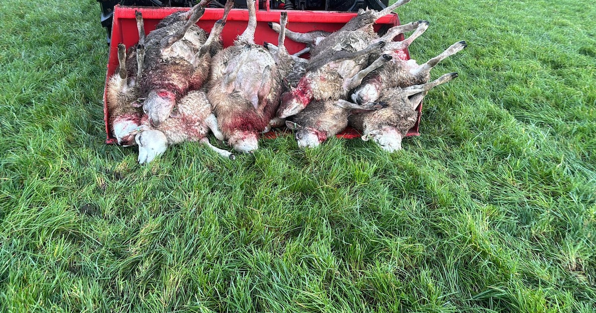 Schapen van boer dood na vermeende aanval wolf: ‘De verwondingen waren ...