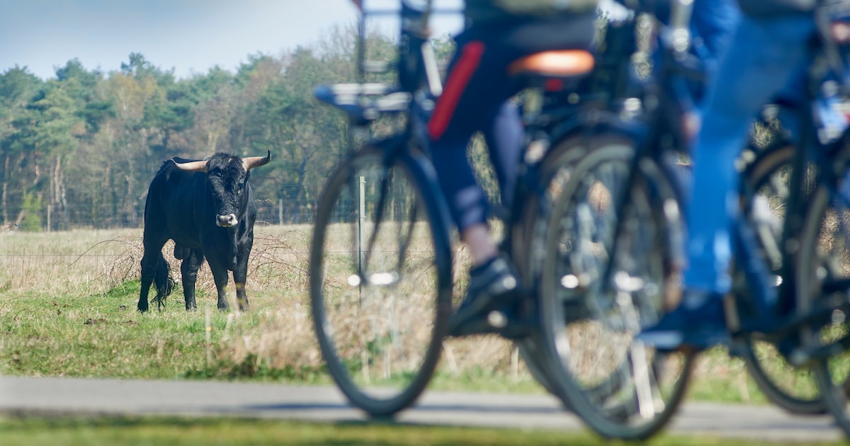 Taurossen in Maashorst vielen al eerder mensen aan, opgejaagd door ...
