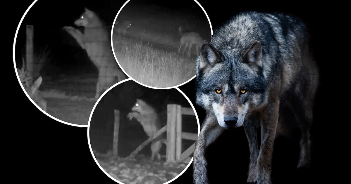 Gehandicapte wolf op de Veluwe komt bruut aan haar einde: ‘Het lichaam ...