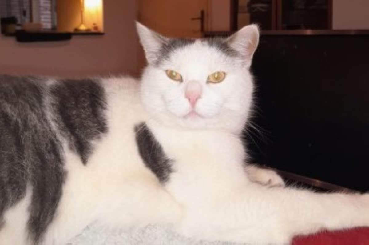 Heb jij Julian gezien? Dit huisdier wordt in Lingewaard vermist ...