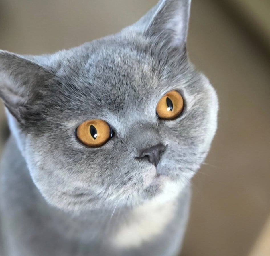 Heb jij Simba, Baski of Bibi gezien? Deze vier huisdieren worden in ...