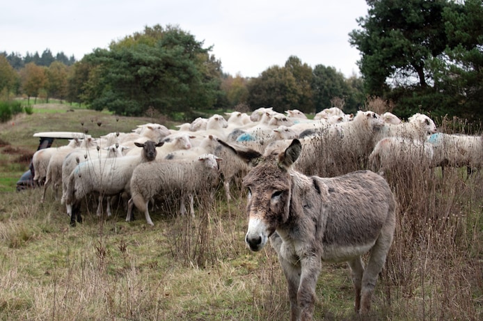 De schapen moesten er even aan wennen, maar deze ezel moet hen ...