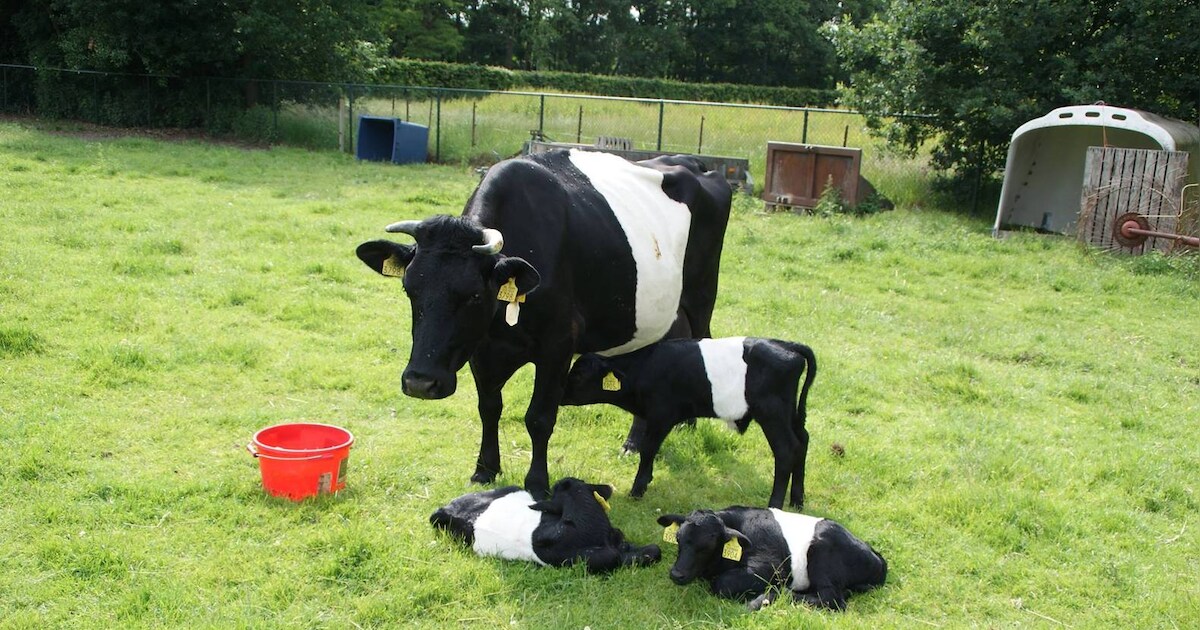 Koe loeit al anderhalve dag hartverscheurend om haar ontsnapte kalfje ...