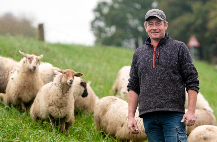 Schapenhouder Ronald verloor al 78 dieren door het blauwtongvirus: ‘Als ...
