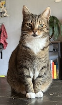 Heb jij Mevrouw de Vries, Loes of Truusje gezien? Deze negen huisdieren ...