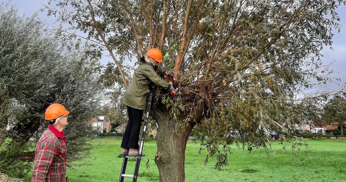 Wilgen knotten, heggenvlechten, elsjes zagen. Groene vingers zijn niet nodig voor deze klussen ...