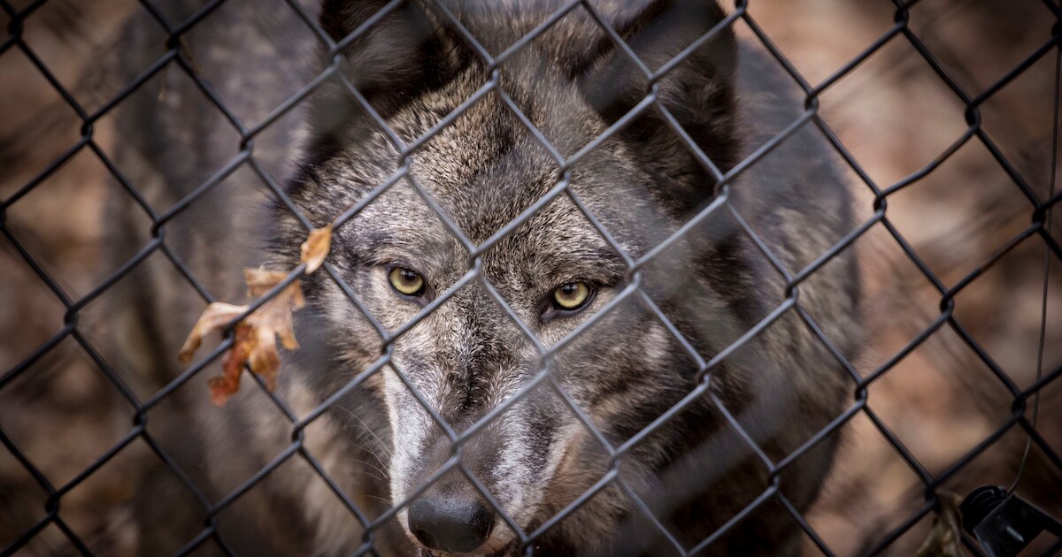‘Mens moet zelf zijn vee beschermen en niet de wolf de schuld geven ...