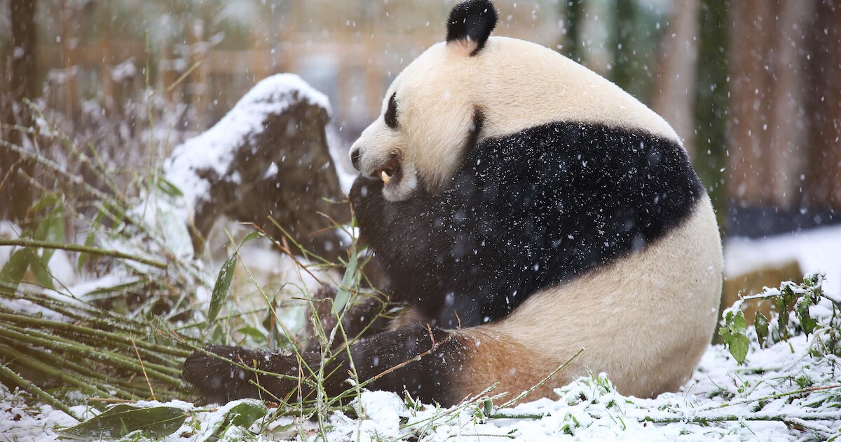 Ouwehand dankzij panda's voor het eerst boven de miljoen bezoekers | De ...
