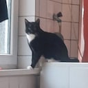 Heb jij Siep, Akela of Duco gezien? Deze acht huisdieren worden in Oss ...