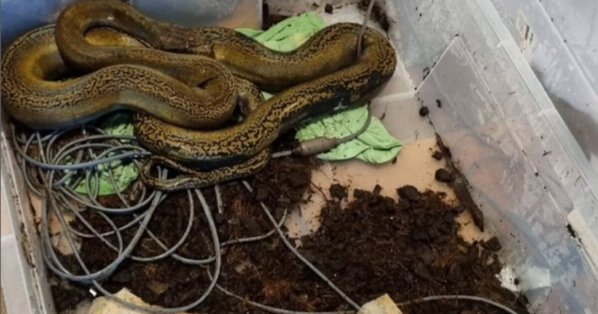 Politie grijpt in bij dakloze die met wurgslang rondzwerft: 'De straat ...