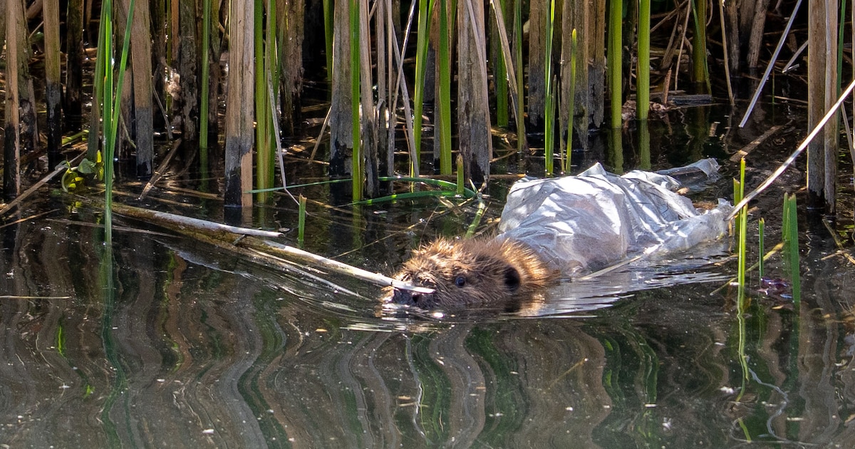 Bever zit vast in plastic zak en laat zich niet zomaar pakken ...