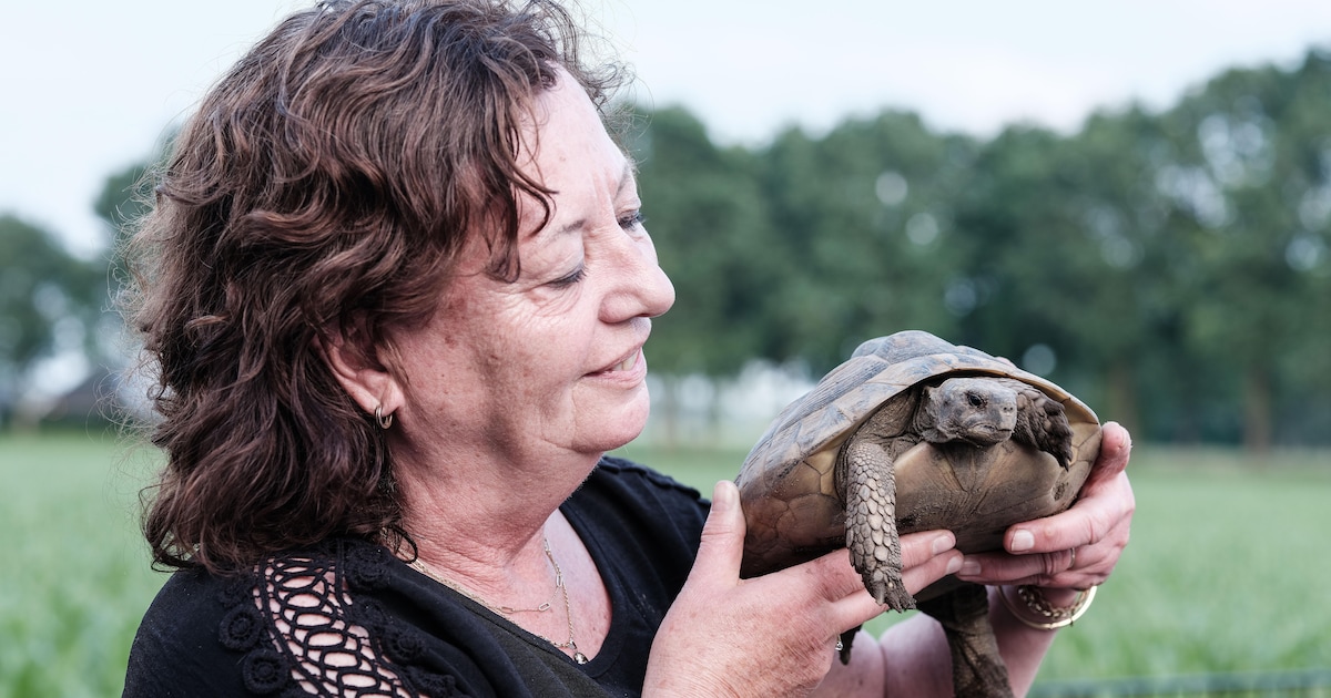 Vermiste schildpad Ed weer bij zijn baasje Sylvia na uitstapje van 1,7 ...