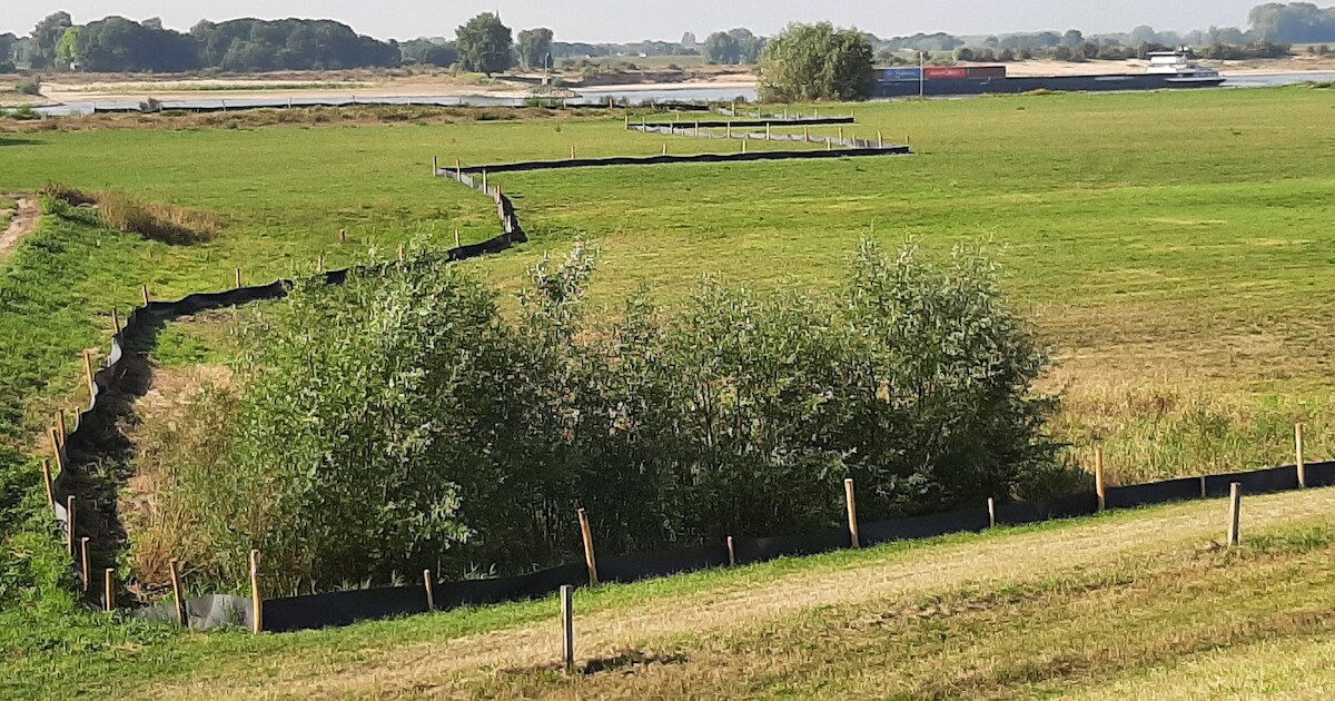 Doeken langs de Waaldijk om padden op het juiste pad te krijgen en ...