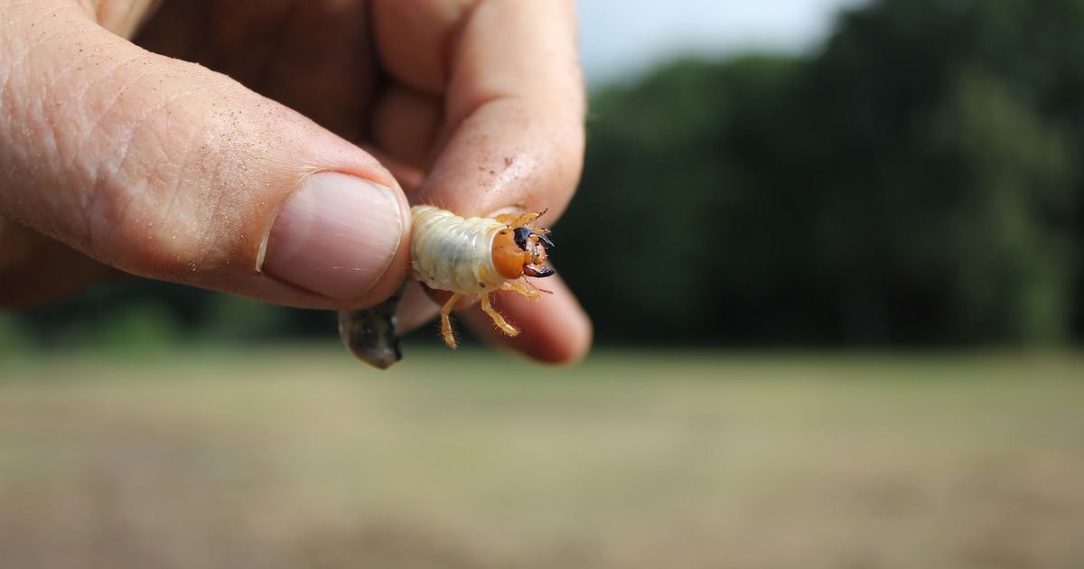 Nieuwe graszoden moeten het gazon redden, maar dan ontdekt Cisca nóg ...