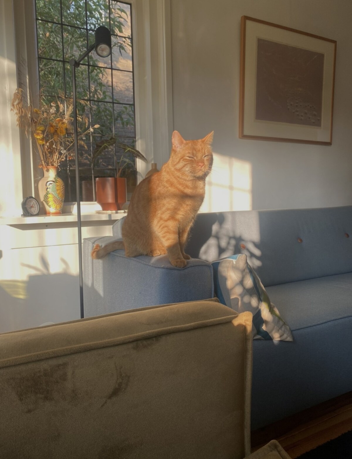 Heb jij Atlas, Freddy of Puk gezien? Deze drie huisdieren worden in Ede vermist | Ede | De ...