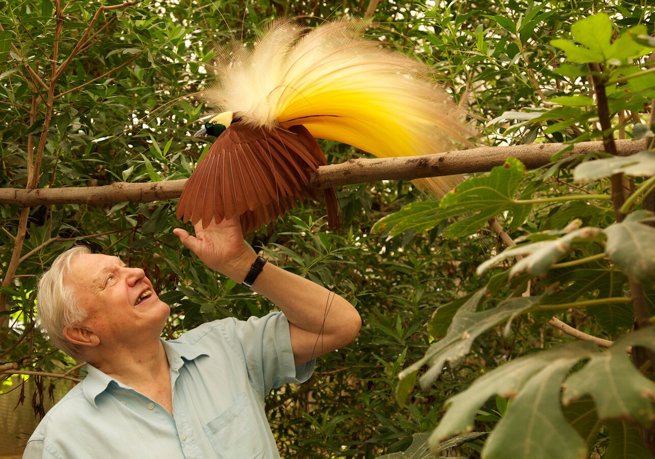 Obama zenuwachtig, Queen smelt: zeven momenten die David Attenborough ...