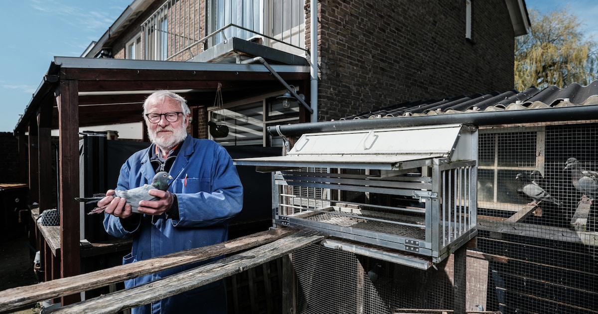 Marinus (72) is dol op zijn duiven, maar ziet sport langzaam uitsterven: ‘Het is ...