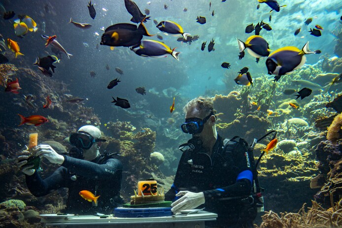 Burgers’ Zoo trakteert koraalvissen op taart | Arnhem | gelderlander.nl