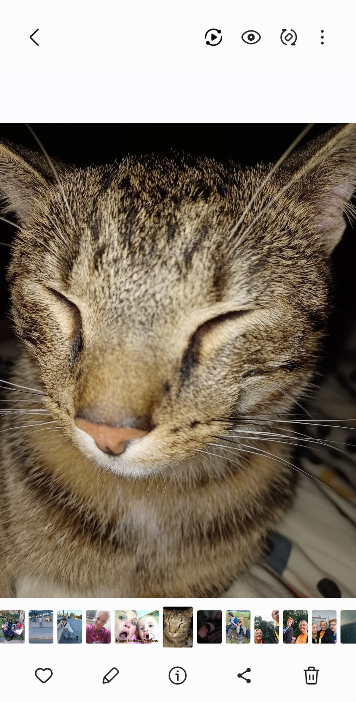 Heb jij Tijger gezien? Dit huisdier wordt in Arnhem vermist | Arnhem ...