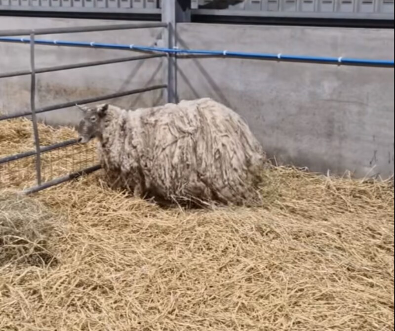 ‘Eenzaamste schaap’ na zware redding van Schotse klif zwanger van ...