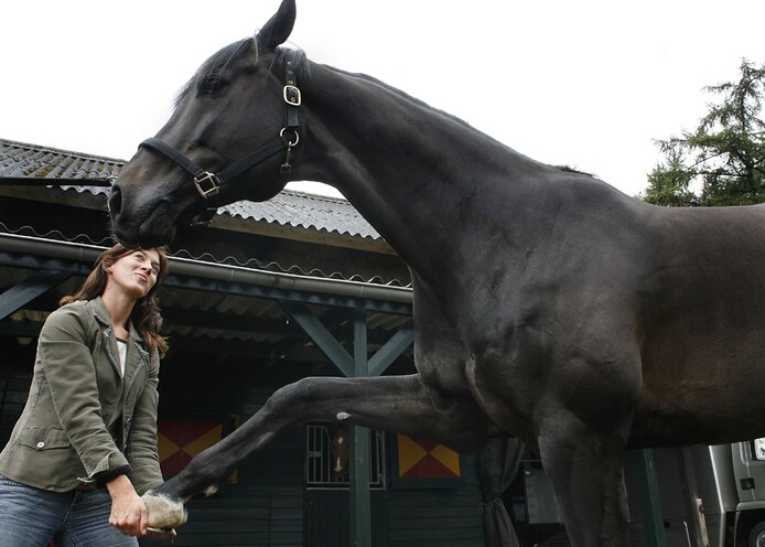 ‘Een kreupel paard is voor de dierenarts’ | Achterhoek | gelderlander.nl