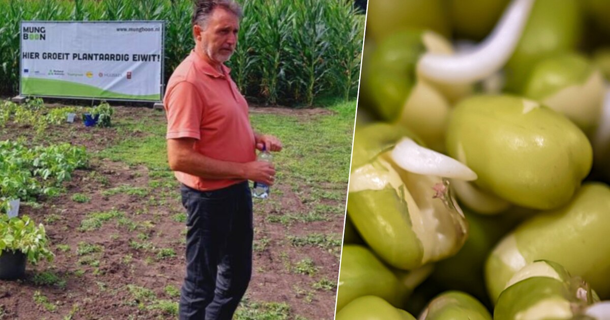 Deze supergezonde exotische boon kennen we straks allemaal, al is er ...