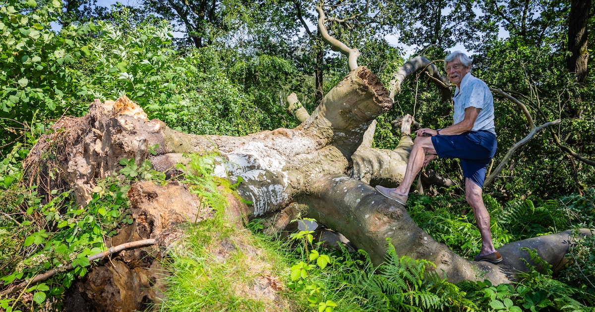 Oude majestueuze boom geveld door storm, de ‘zilveren eik’ is niet meer ...