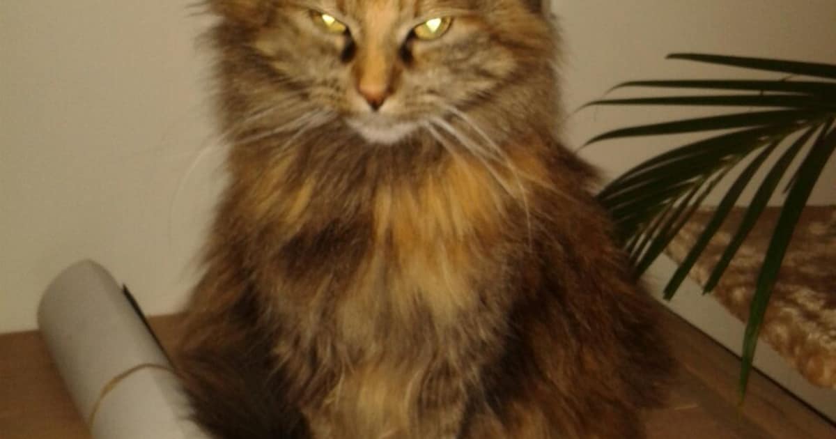 Chloe gaat per ongeluk met de buren mee op vakantie | Nieuws | De ...