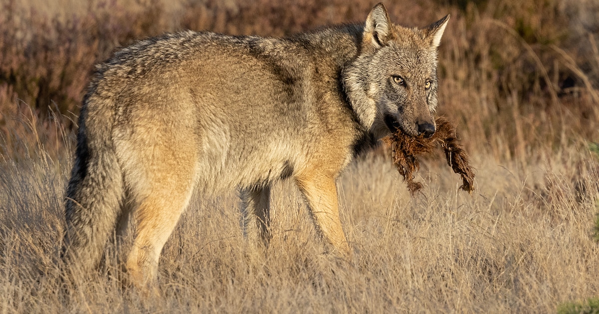 Hoe groot is de kans dat de wolf toch een mens pakt? | Home | De ...