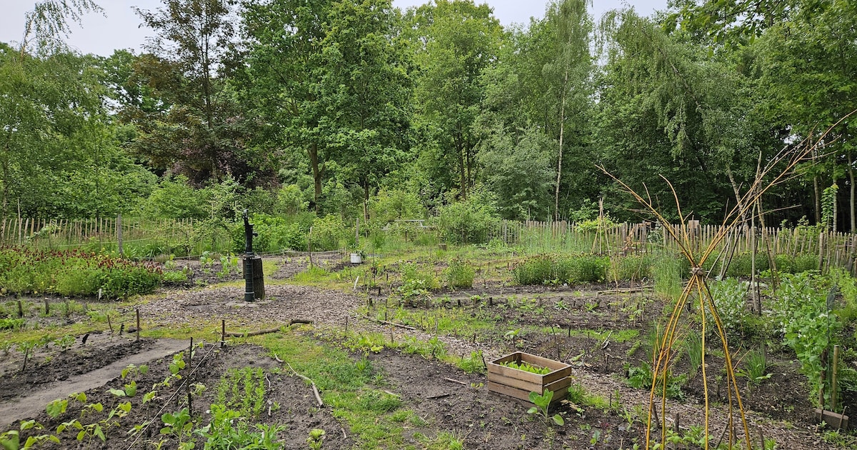 Open dag voedselbos en moestuinen Stevensbeek | Regio | De Gelderlander.nl