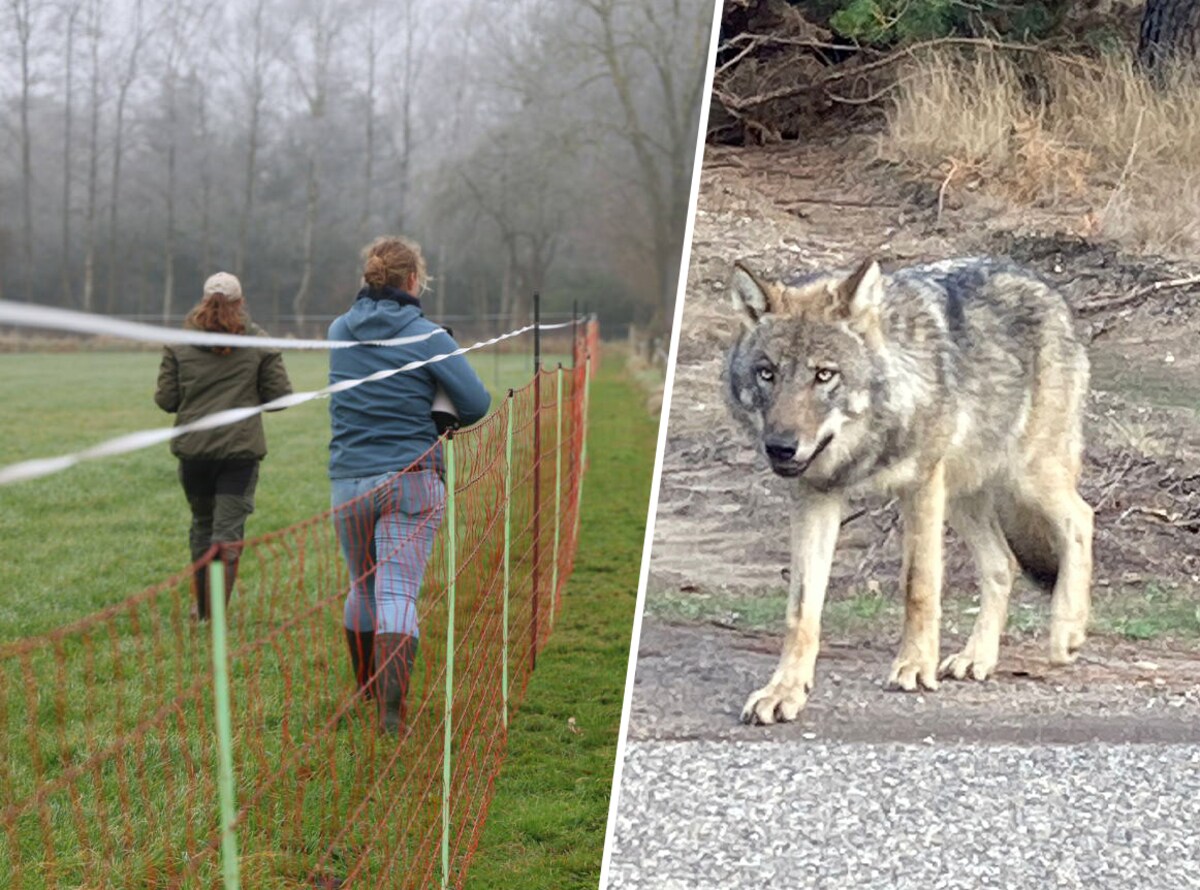 Wolfwerende hekken werken niet? Bij ‘geslaagde’ aanval voldoen ze ...