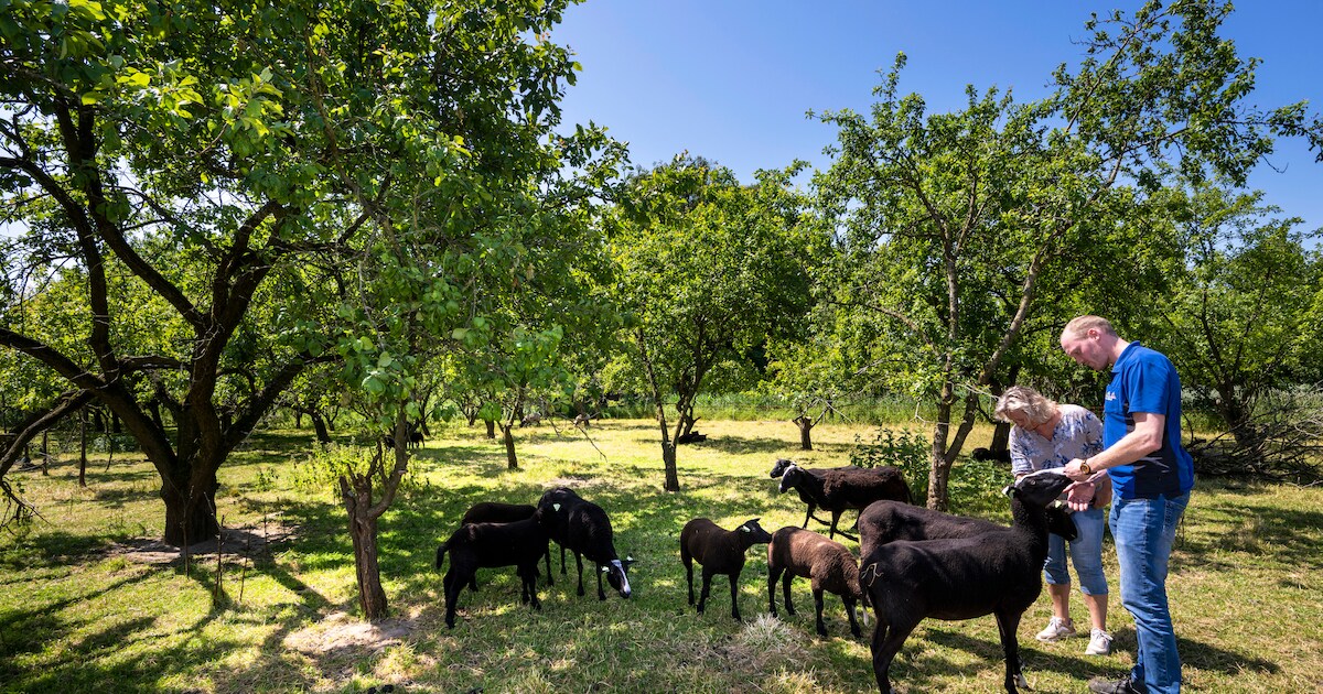 Bijzonder: bomen kappen om pruimenboomgaard Driel te behouden. ‘We willen de boomgaard nieuw ...